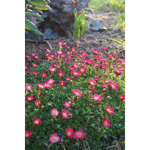 Saxifraga arendsii Peter Pan - An adorable perennial ground cover with ...