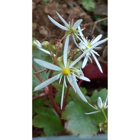 Saxifraga fortunei Wada - Perennial shade-loving rockery plant with ...
