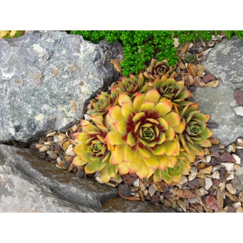 Sempervivum Chick Charms Gold Nugget - Houseleek with a golden rosette ...