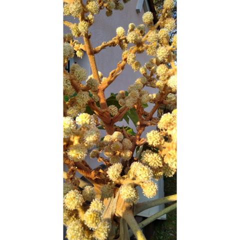 Tetrapanax papyrifera 'Rex' - Young plant, exotic appearance.