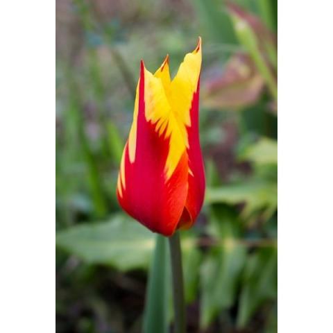 Tulipa Fire Wings - Bulb - Tulip with variegated yellow and red flowers.