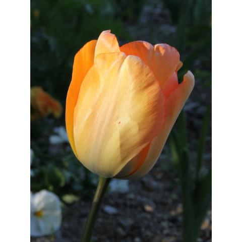 Darwin 'Daydream' Tulip - Bulb - Very large flowers, yellow-orange.