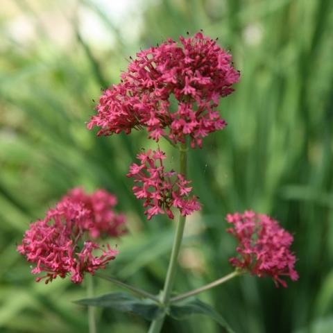 Centranthus ruber - Red valerian - Perennial for dry soil with abundant ...