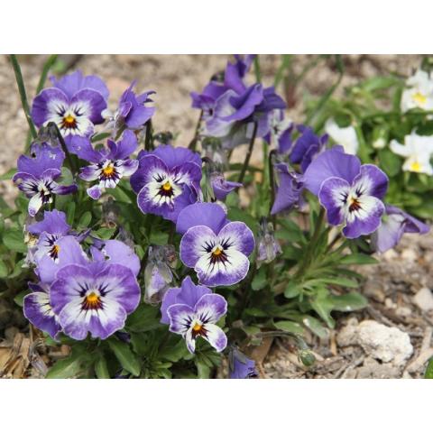 Viola cornuta 'Sorbet Delft Blue' - Horned Violet - an abundance of ...