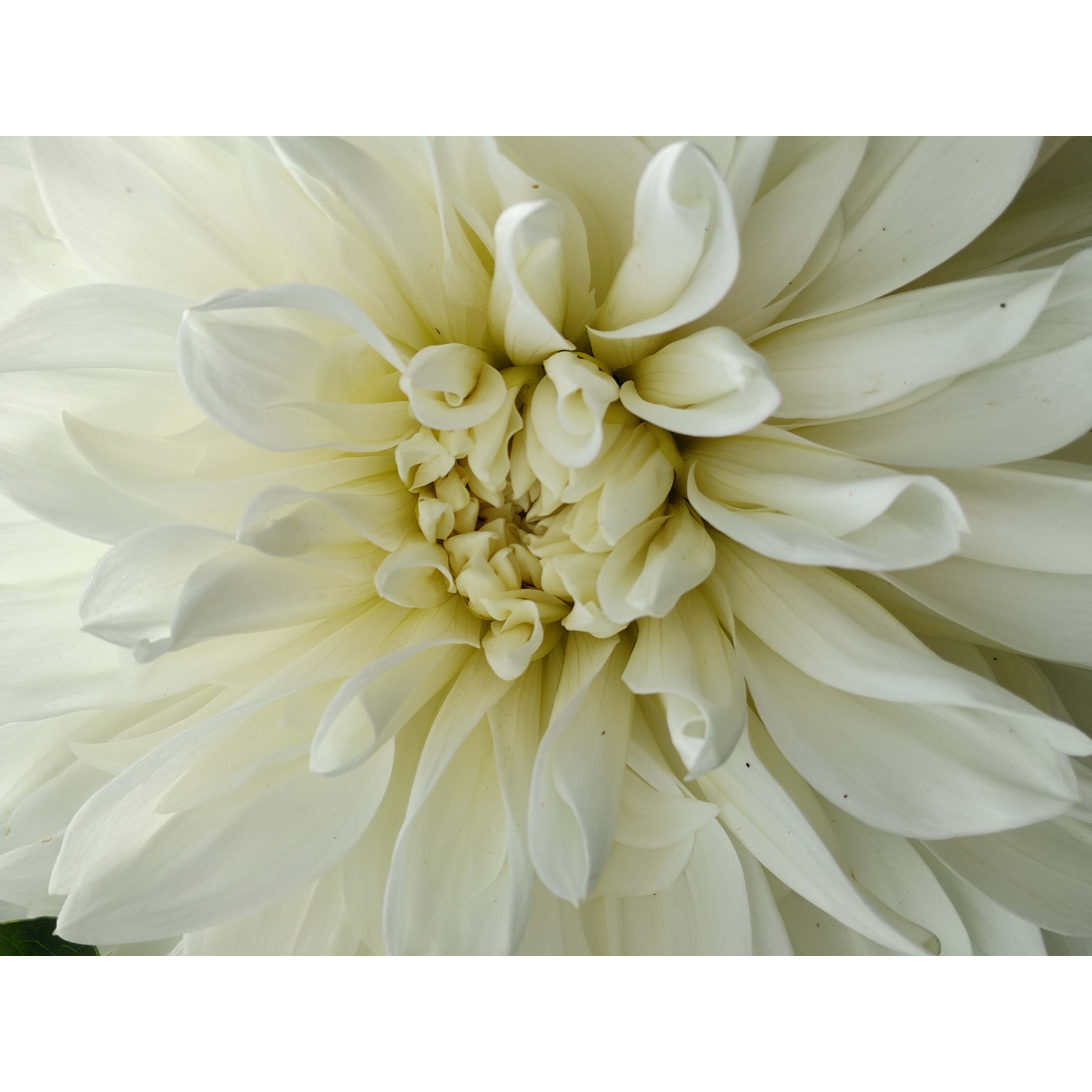 Dahlia 'White Perfection' - Dahlia Decorative Group Giant - Flowers ...