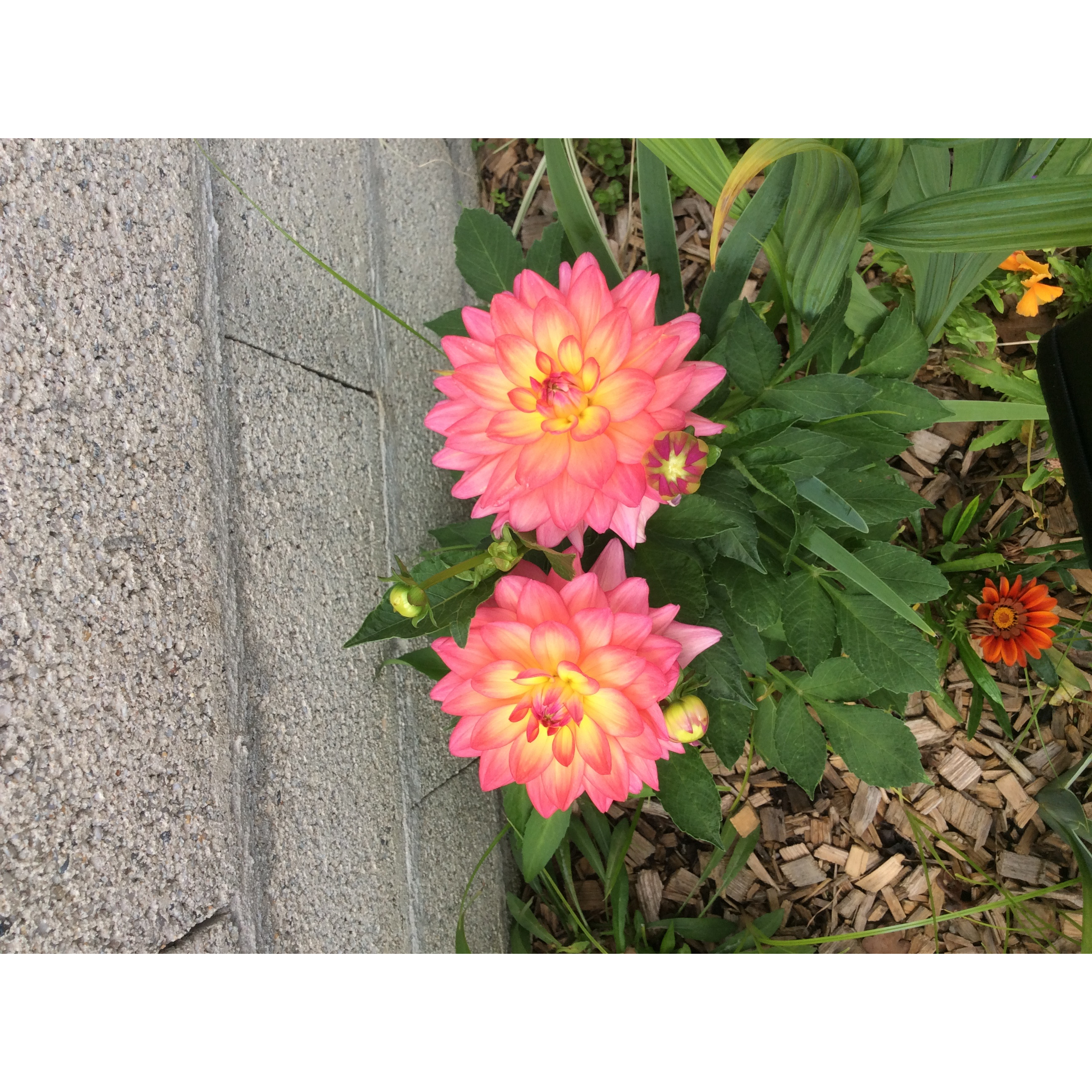 Dahlia 'Melody Dora' - Half-dwarf Decorative Dahlia - Pink-orange ...