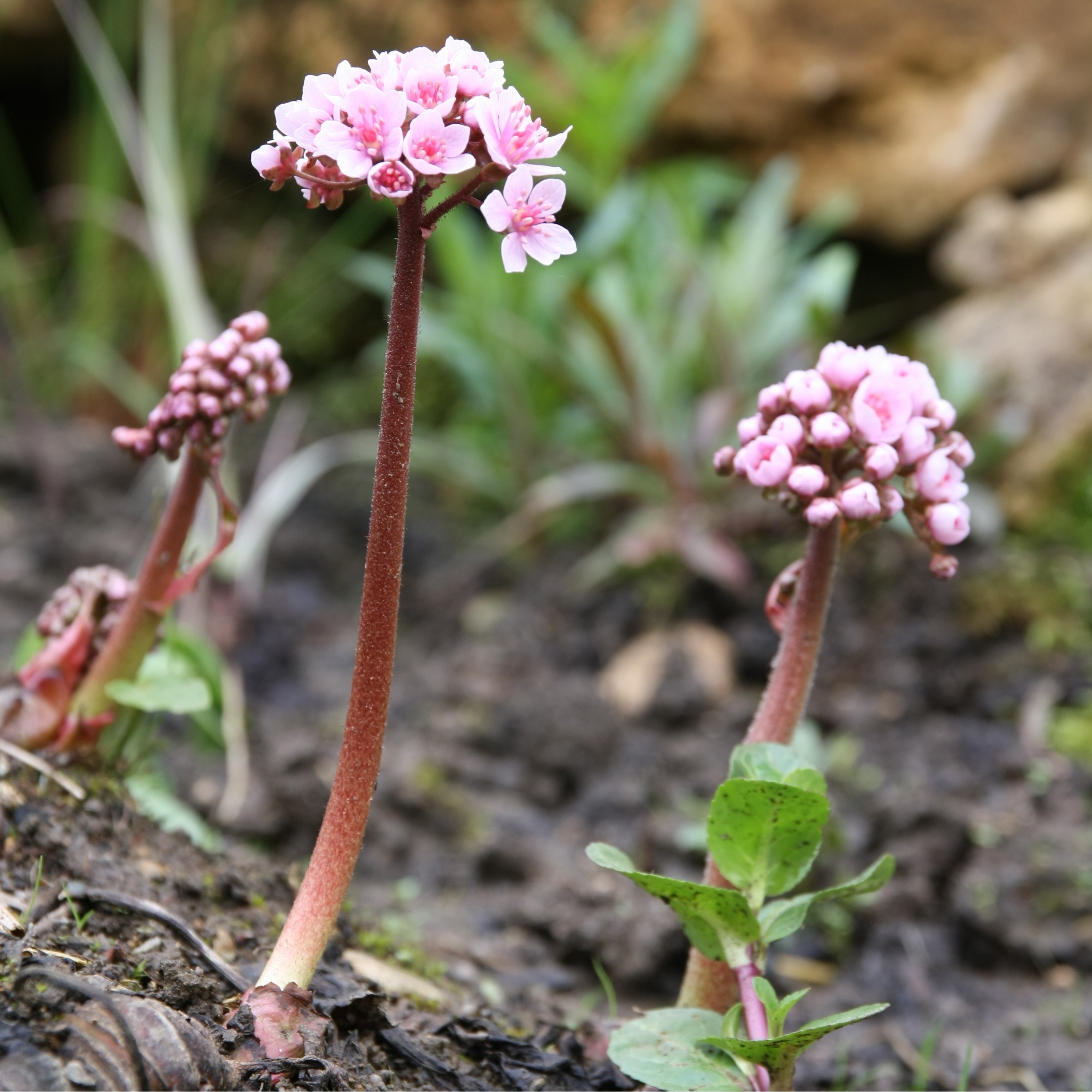 Darmera peltata - A stunning, robust perennial with large round leaves
