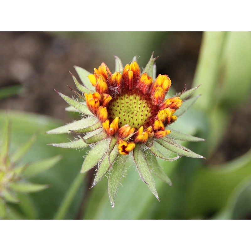 'Kobold' Blanket Flower - Gaillardia x grandiflora - Compact perennial ...