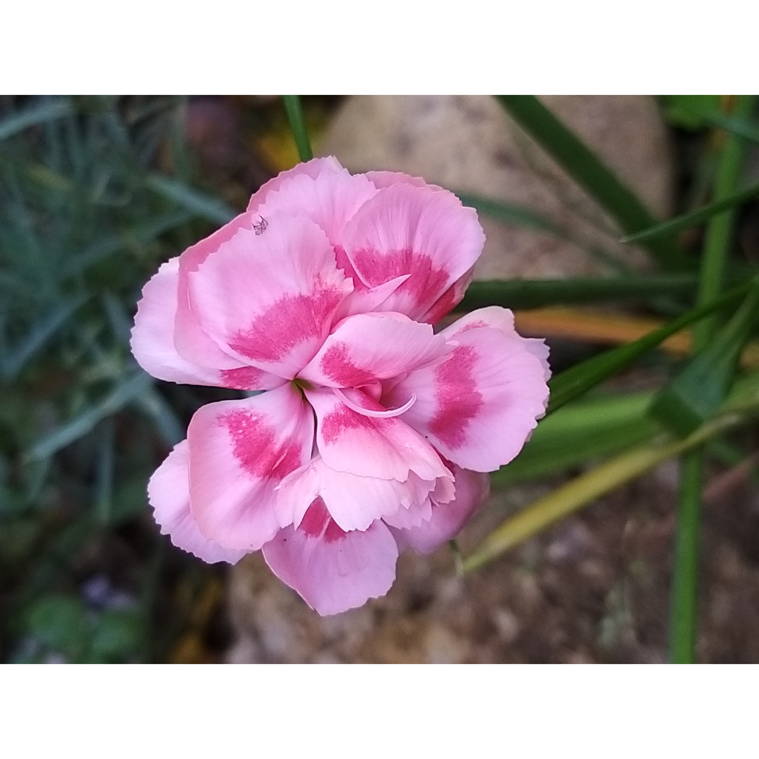 Dianthus plumarius Doris - Pink carnation with perfumed flowers