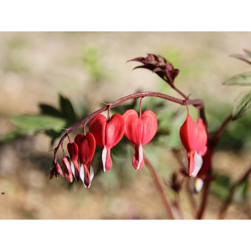 Dicentra spectabilis 'Valentine' - Compact Bleeding Heart, a perennial ...
