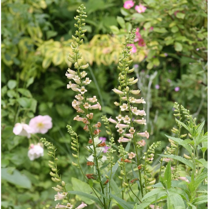 Digitalis Glory of Roundway - Perennial digitalis with small apricot ...