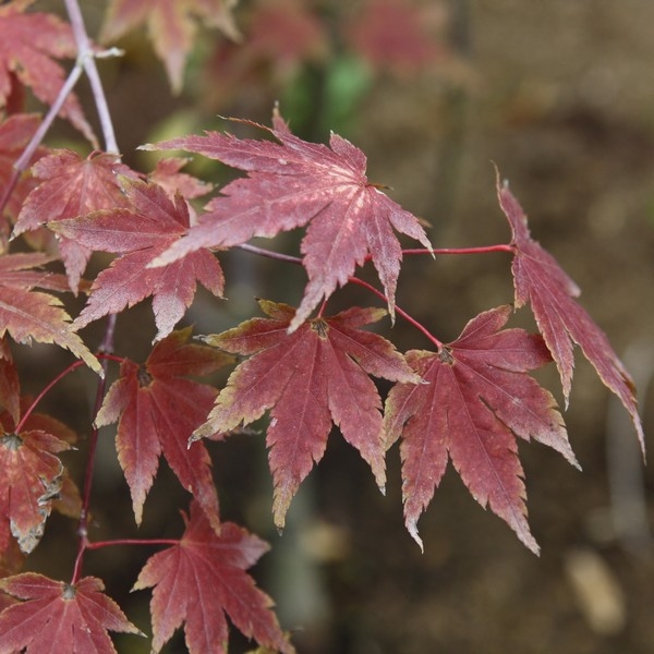 Acer palmatum Orange Dream - Japanese Maple with vibrant orange to ...