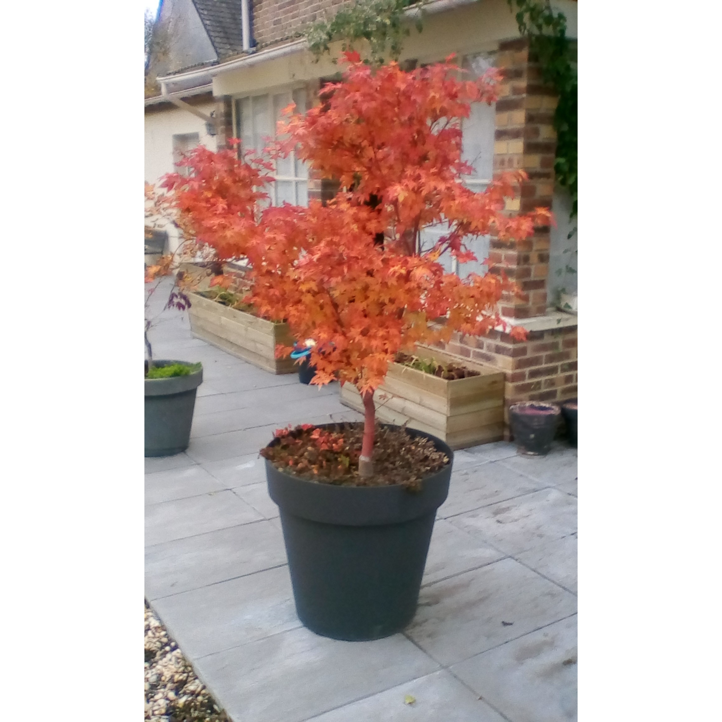 Japanese Maple Sangokaku or Senkaki - Acer palmatum with red wood.