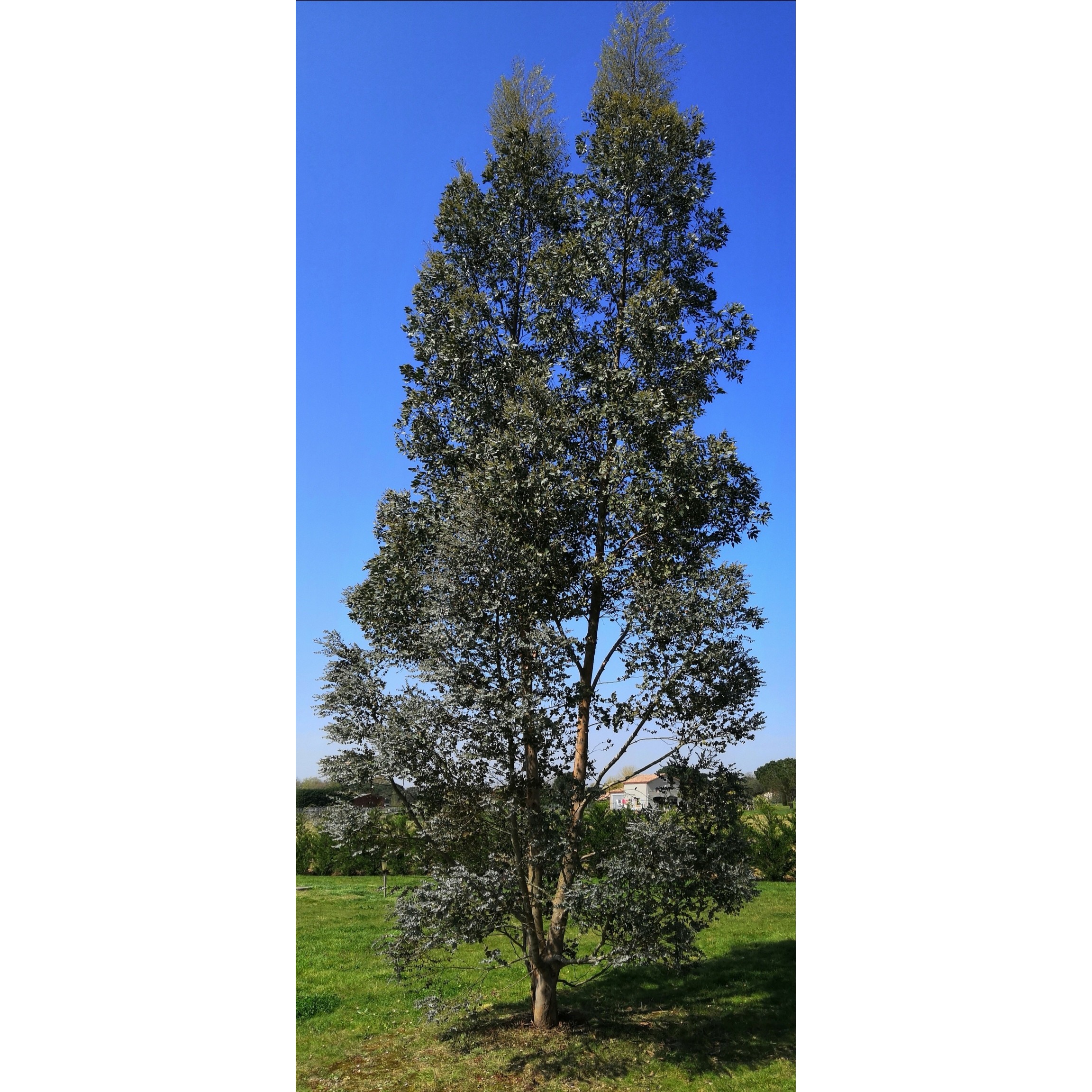 Eucalyptus gunnii Azura Cagire - Very hardy cider gum with intense blue ...
