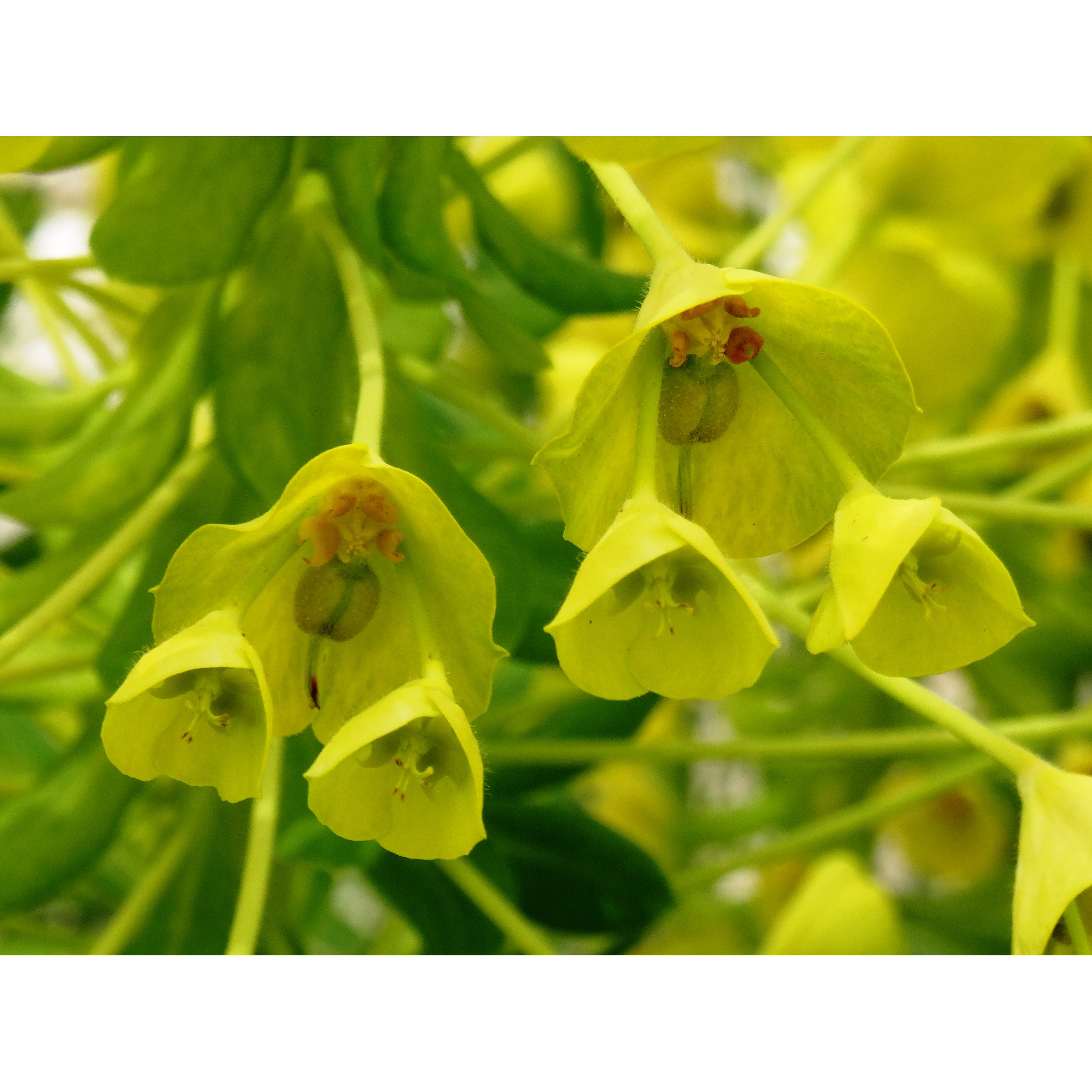 Euphorbia characias subsp. wulfenii - Mediterranean spurge with yellow ...