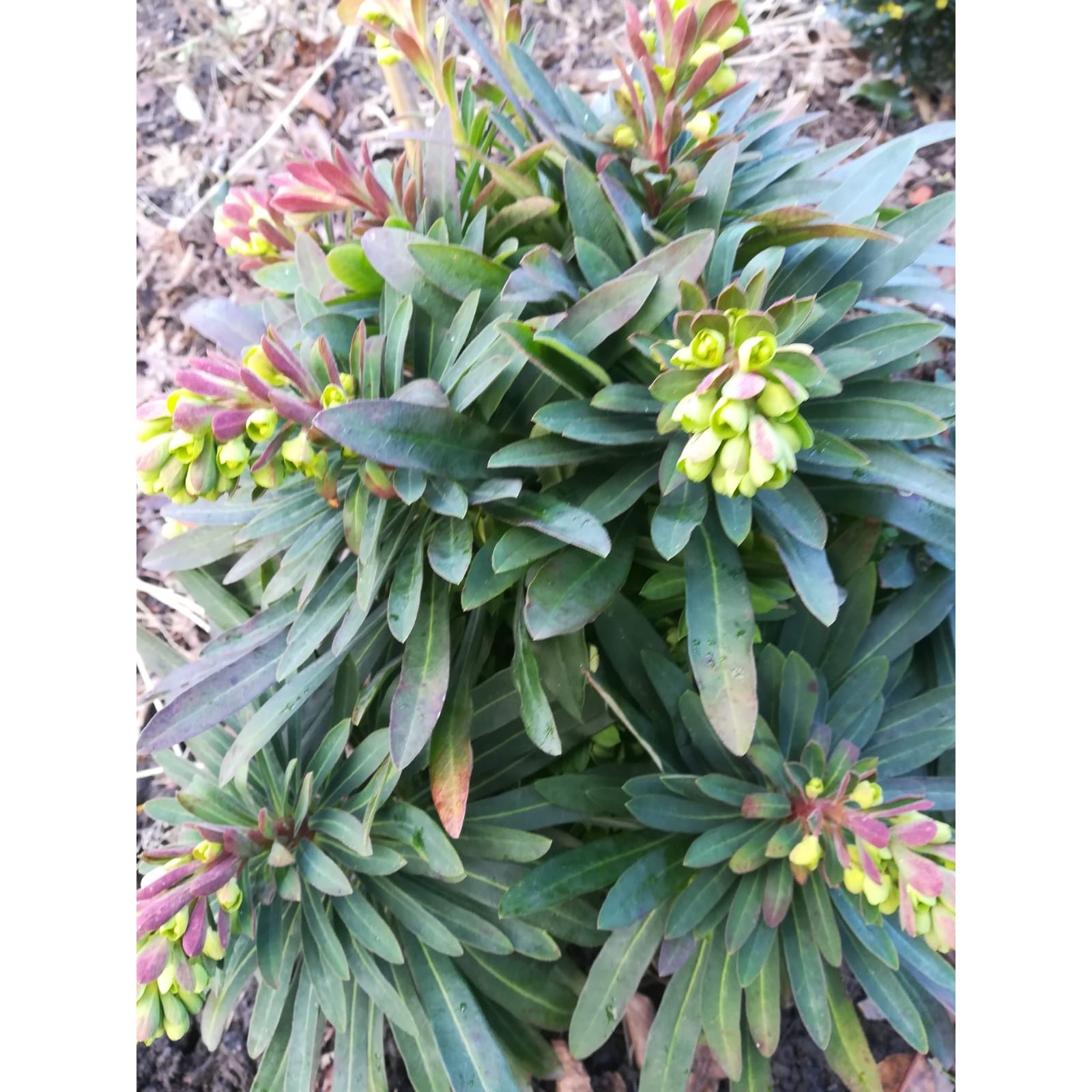 Wood spurge purple – Euphorbia amygdaloides purpurea
