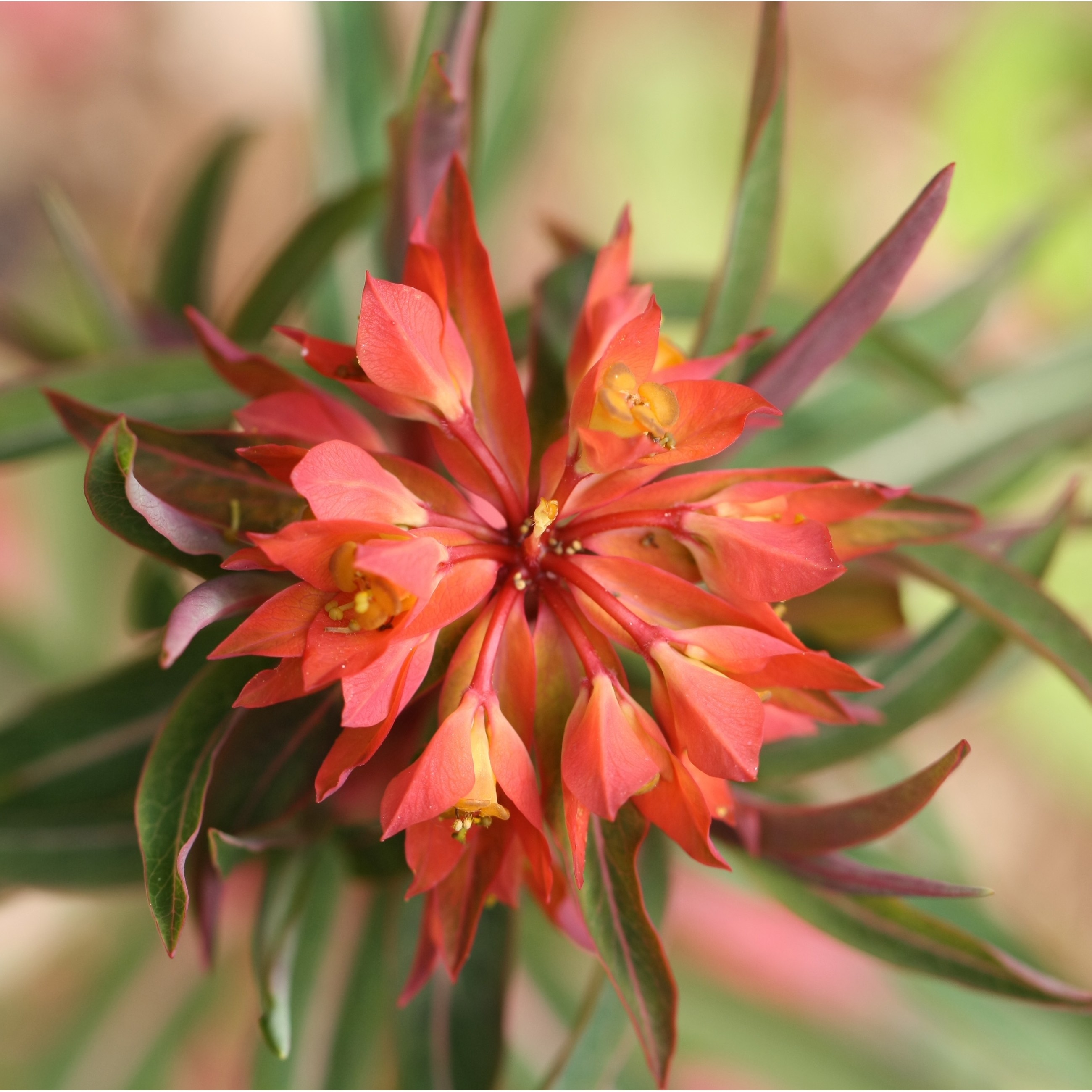 Euphorbia griffithii 'Fireglow' - Orange Spurge - Perennial with ...