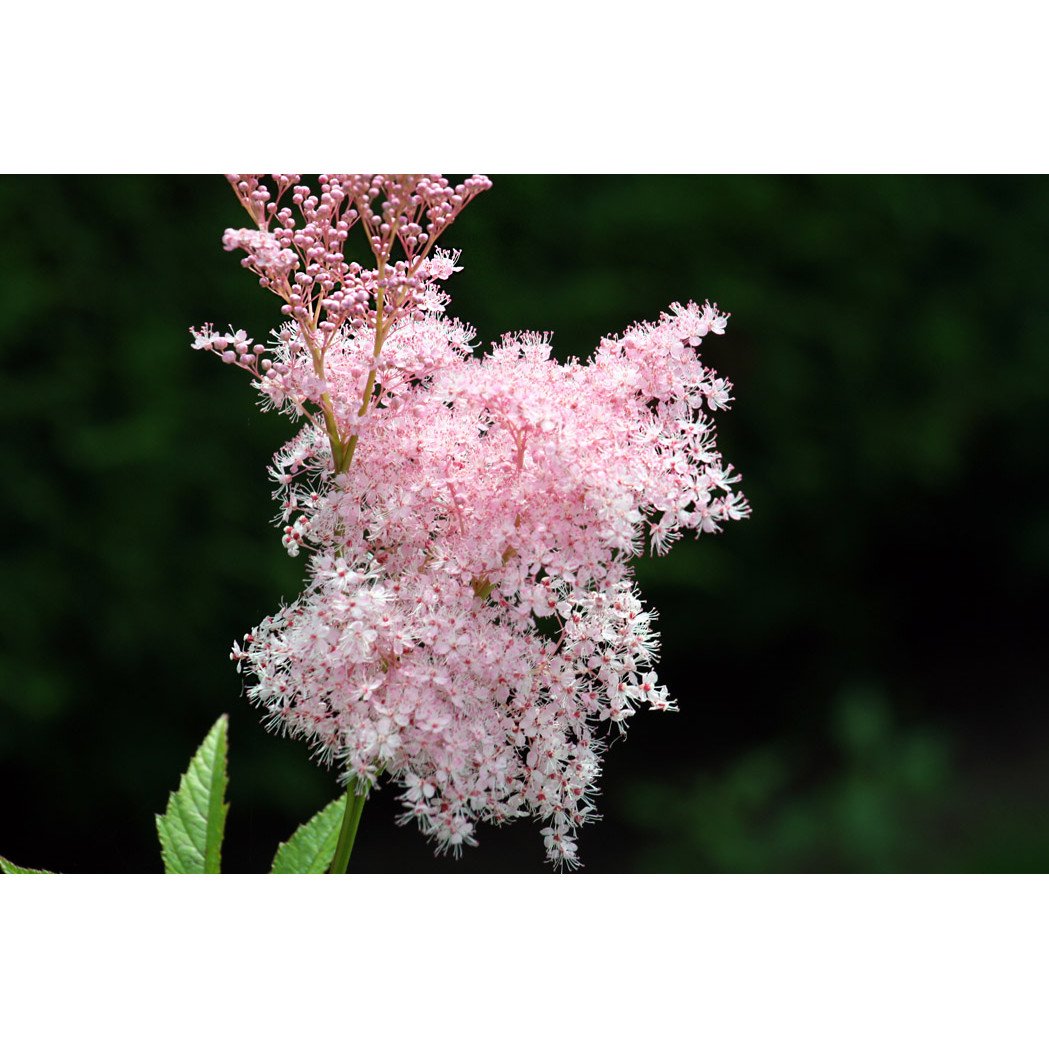 Filipendula rubra Venusta - Meadowsweet - Large perennial with plume ...