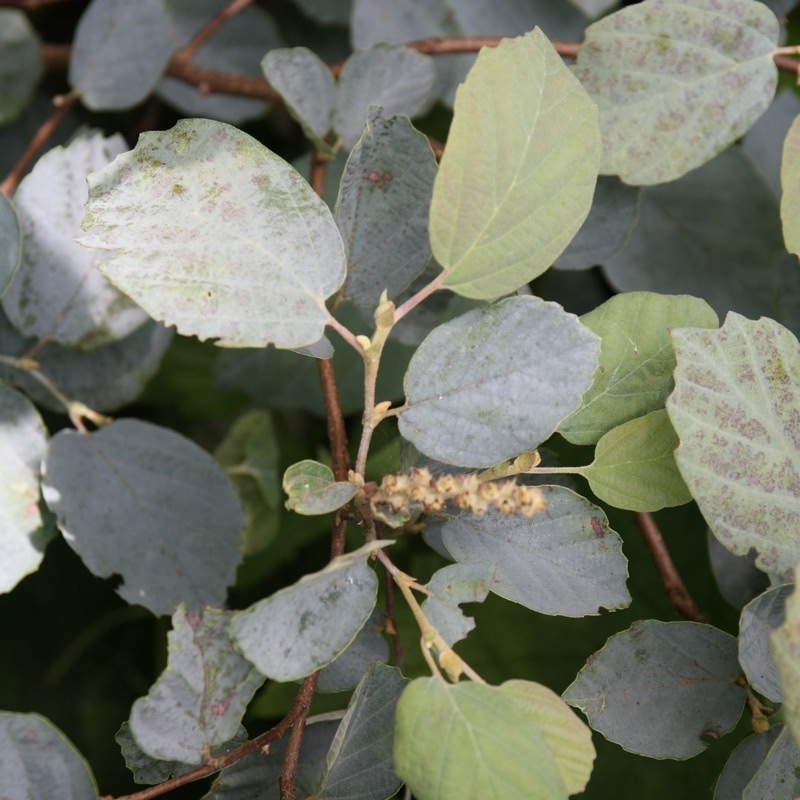 Fothergilla intermedia Blue Shadow - Shrub with steel blue leaves.