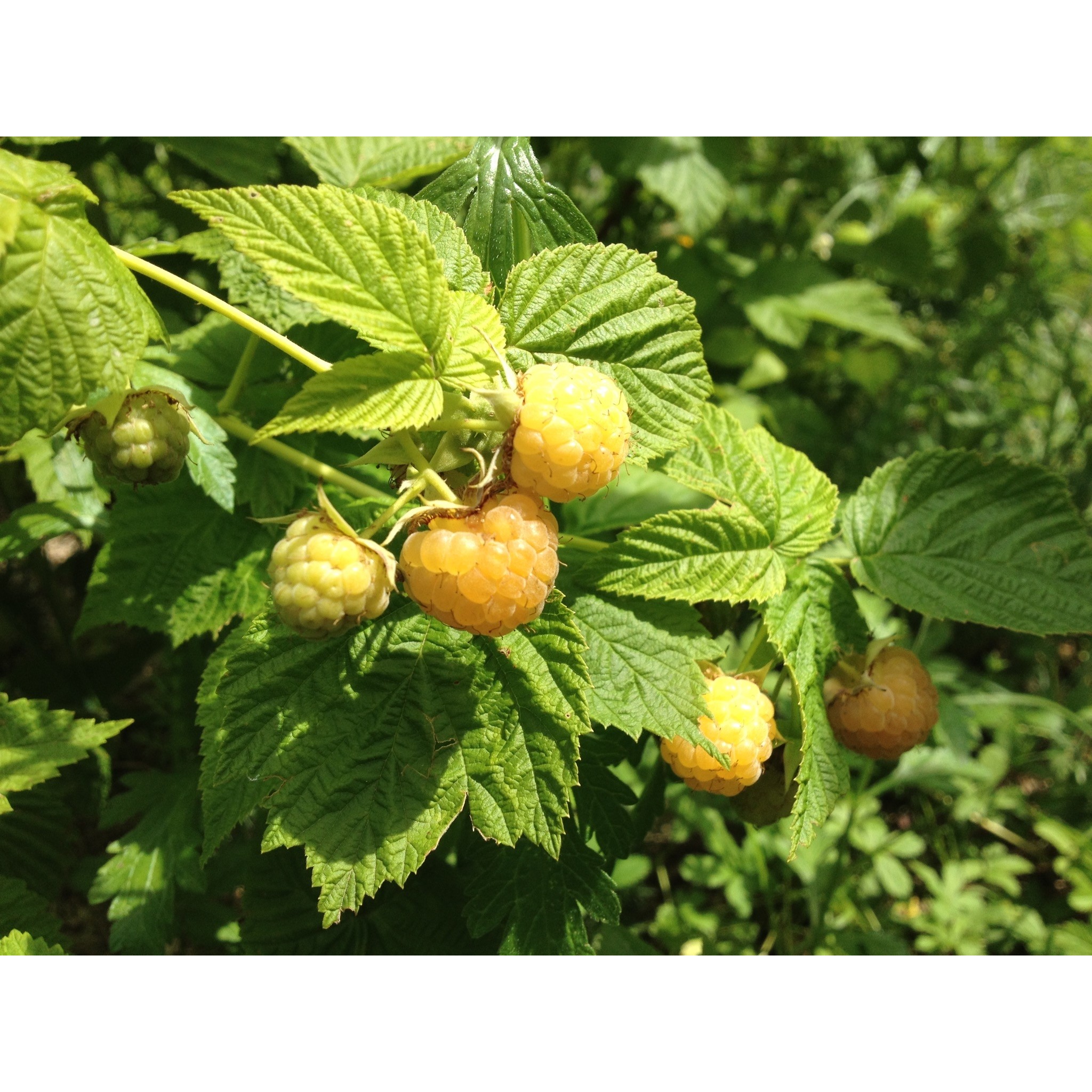 Perpetual yellow Raspberry - Rubus idaeus Fall Gold