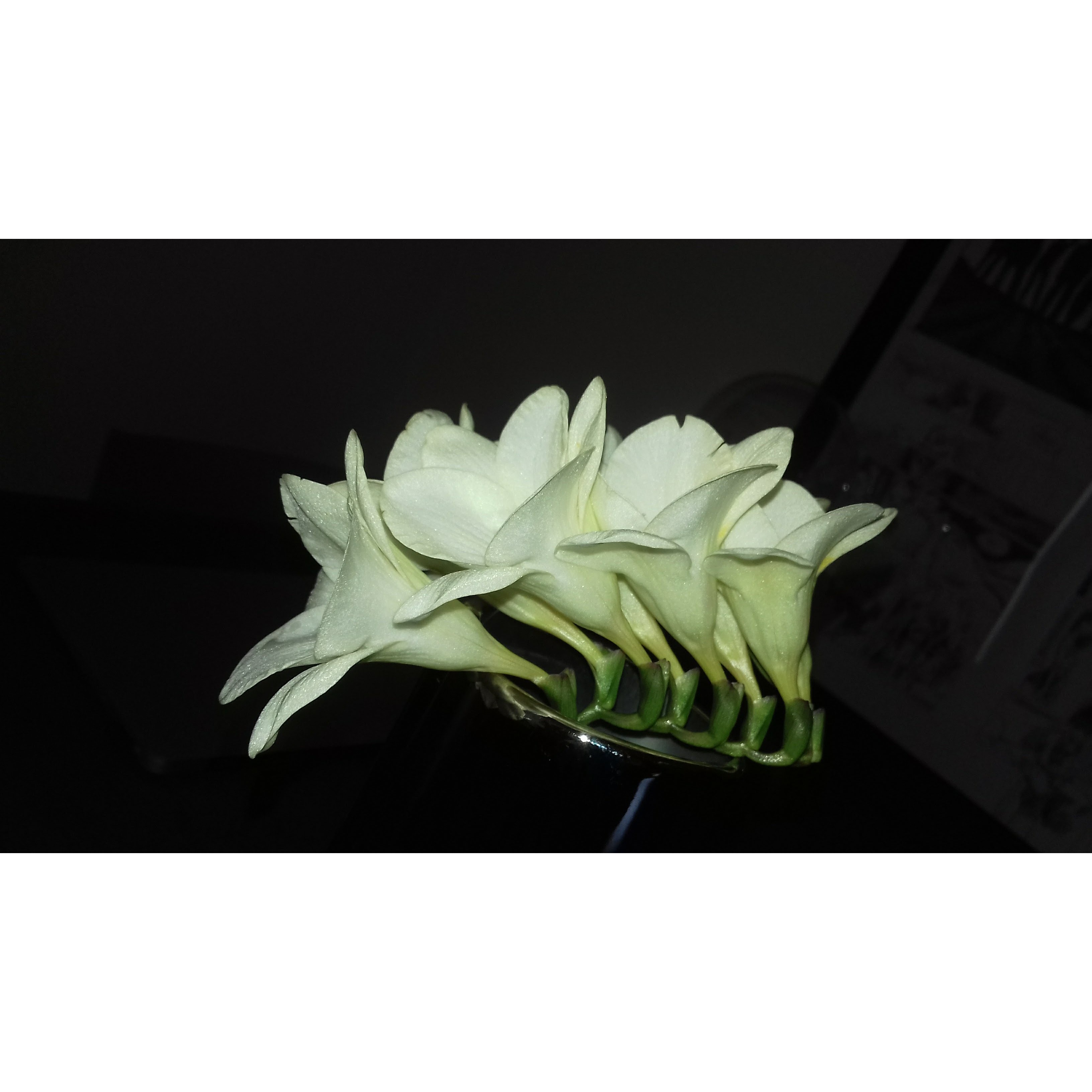 Freesia hybrida Double White - Cape Lily of the Valley - Cormous plant ...