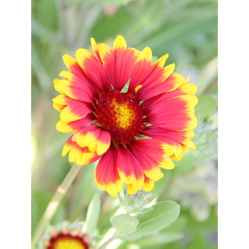 'Kobold' Blanket Flower - Gaillardia x grandiflora - Compact perennial ...