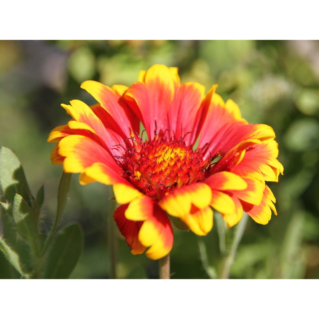 'Kobold' Blanket Flower - Gaillardia x grandiflora - Compact perennial ...