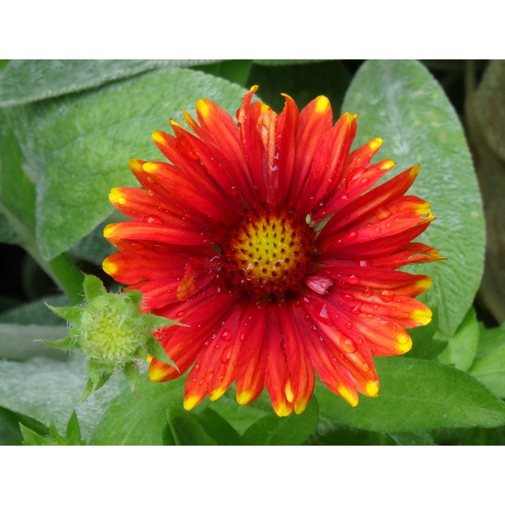 Gaillardia grandiflora Arizona Red Shades - Blanket Flower - recent ...