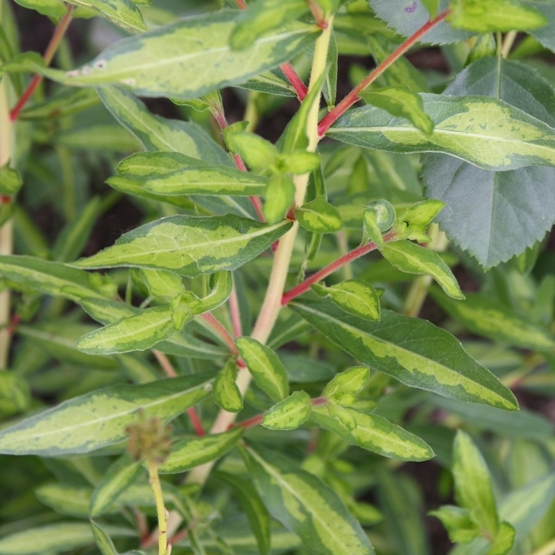 Lindheimer's Gaura - Gaura lindheimeri Corrie's Gold - beautiful ...