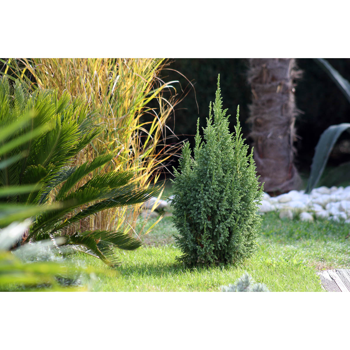 Juniperus squamata Loderi - Pyramid-shaped scaly juniper
