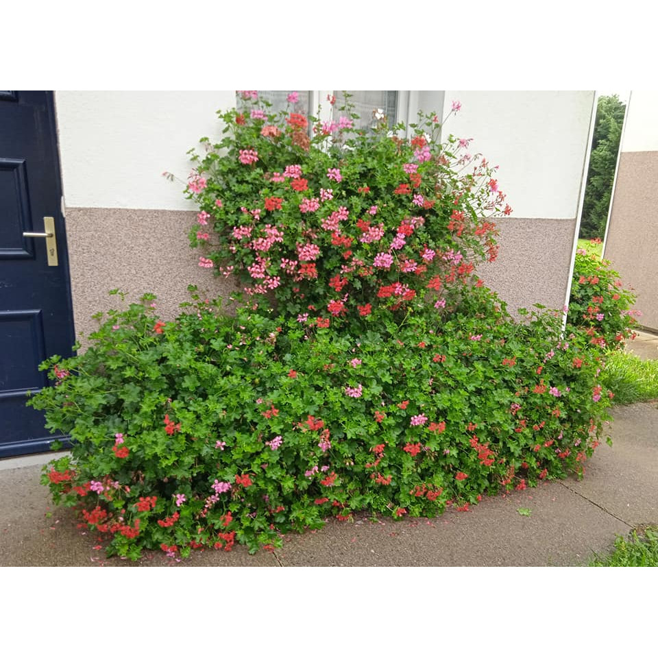 Ivy Geranium 'Roi des Balcons Impérial' - Pelargonium peltatum ...