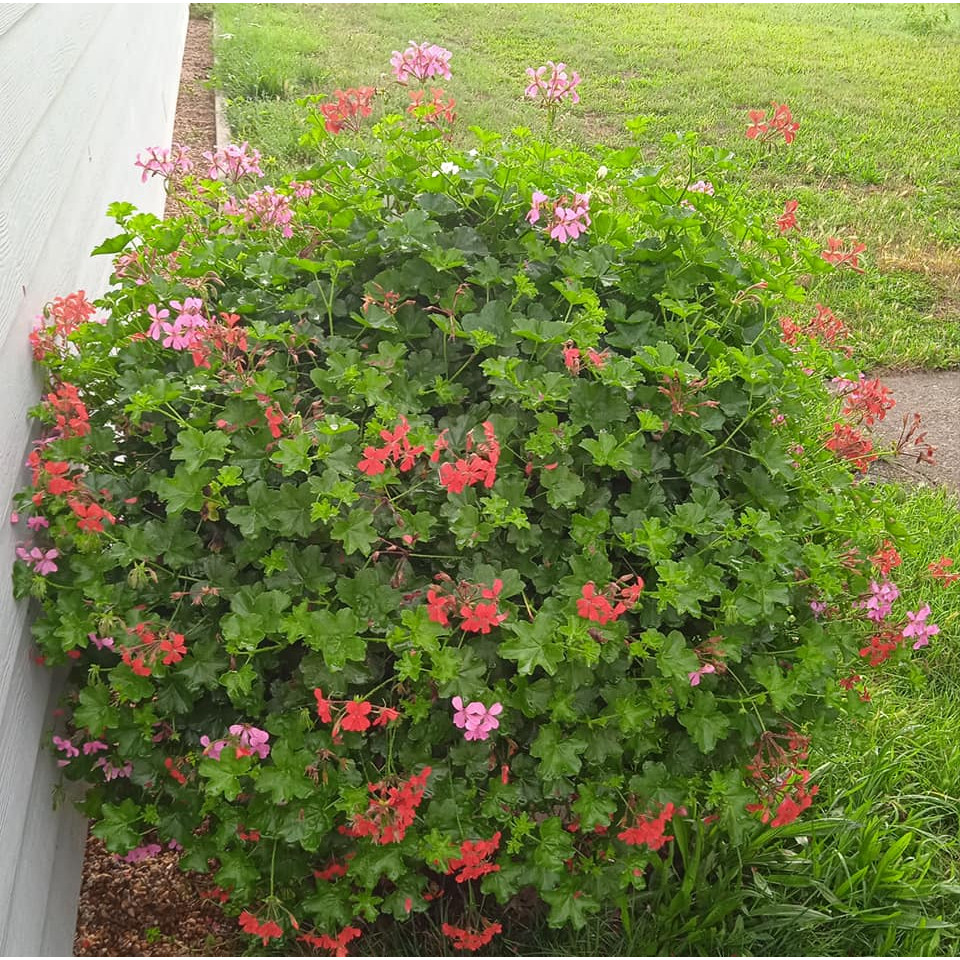 Ivy Geranium 'Roi des Balcons Impérial' - Pelargonium peltatum ...