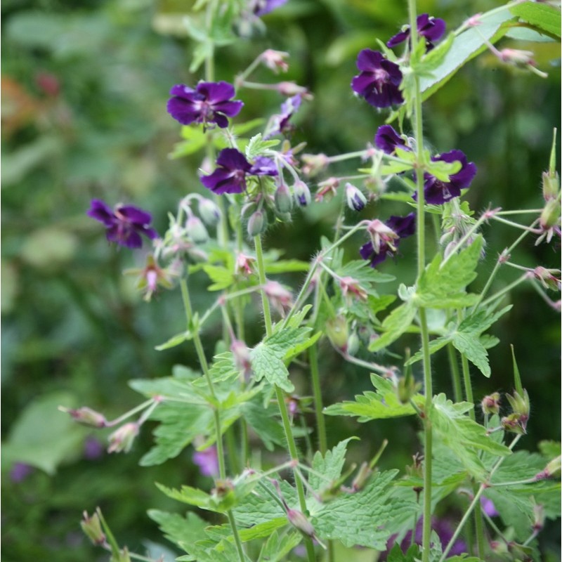 Geranium phaeum Raven - Perennial geranium with dark flowers on light ...
