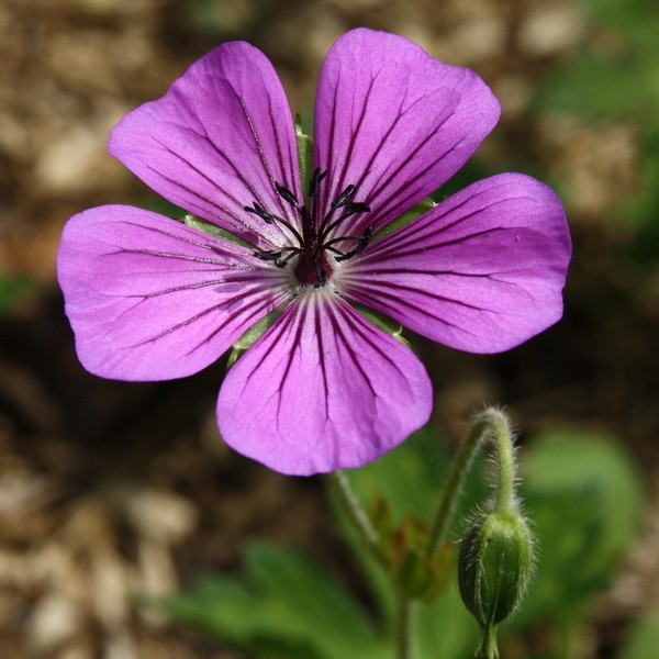 Perennial Geranium Pink Penny - Lilac-pink flowers from June until frost.