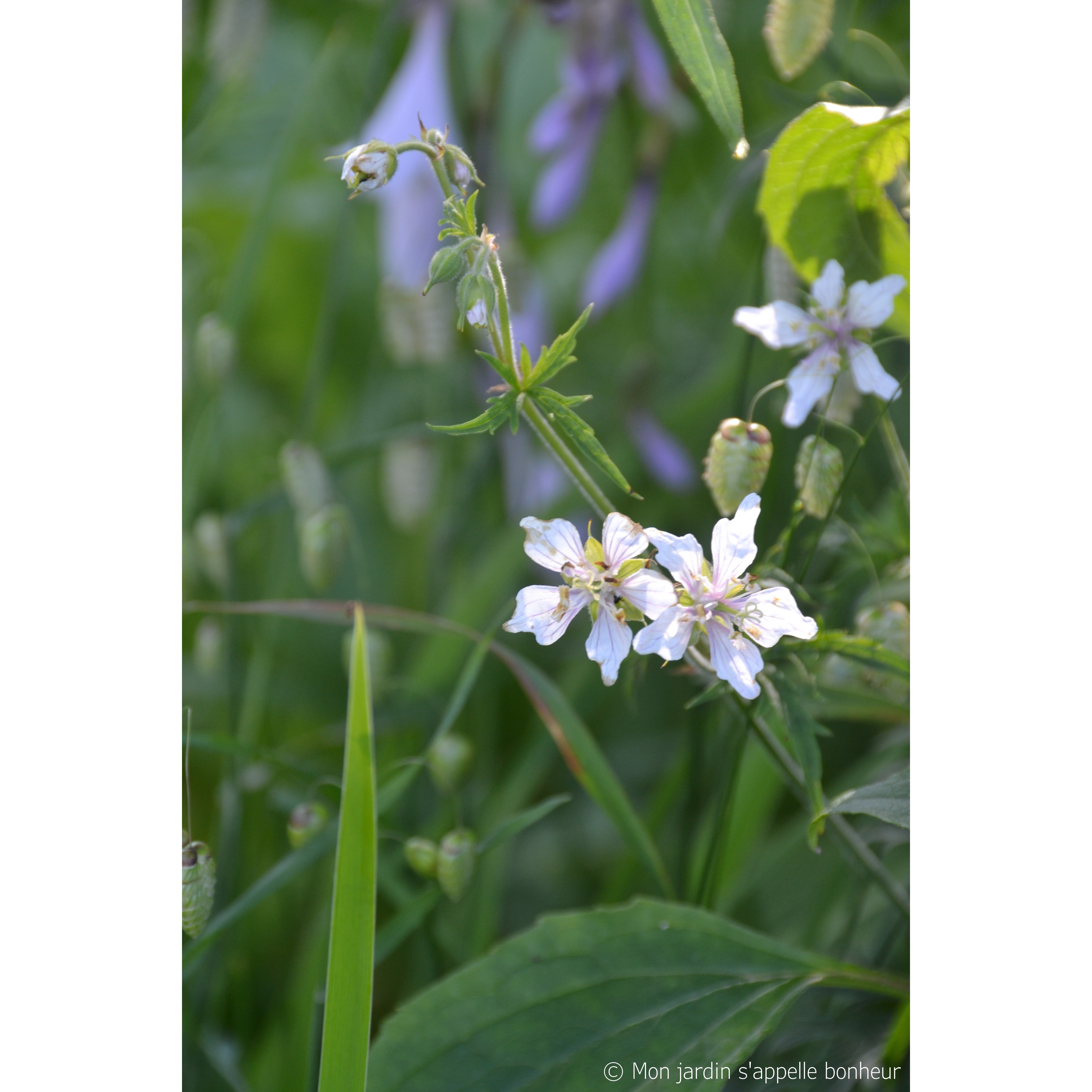 Geranium pratense Double Jewel - Perennial white geranium with double ...