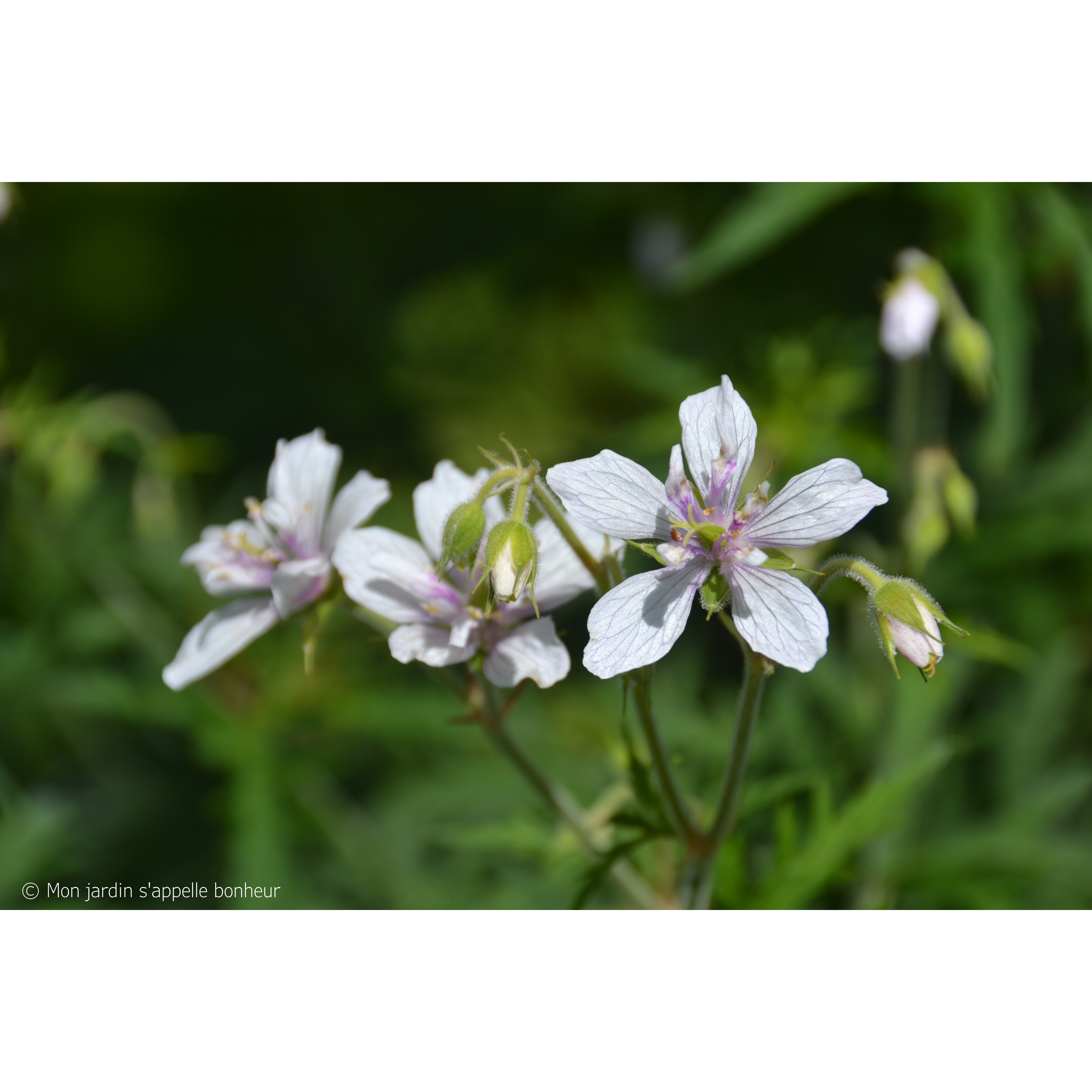Geranium pratense Double Jewel - Perennial white geranium with double ...