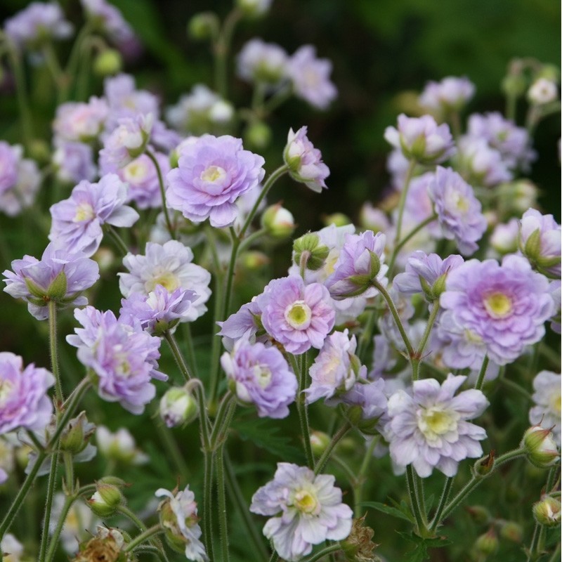 Perennial Geranium pratense Summer Skies - Double, lavender-pink flowers.