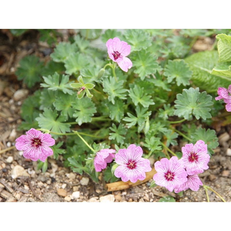 Perennial Geranium cinereum 'Ballerina' - Compact habit and pink flowering.