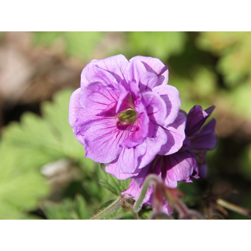 Geranium himalayense Plenum - Birch Double - Perennial Geranium with ...