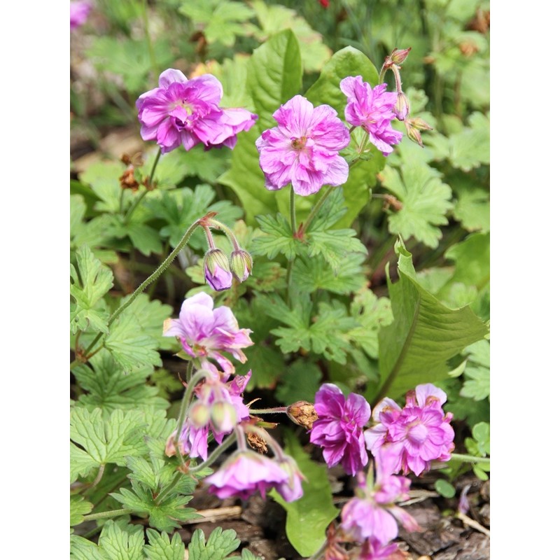 Geranium himalayense Plenum - Birch Double - Perennial Geranium with ...