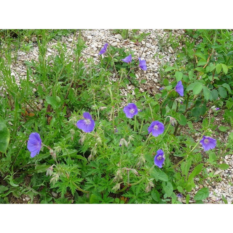 Perennial Geranium Orion - A sprawling groundcover with large violet ...