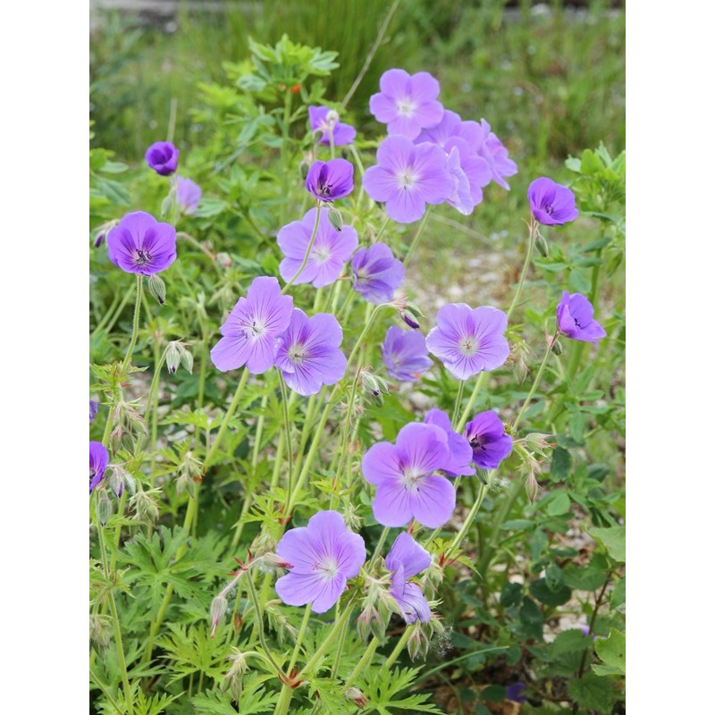 Perennial Geranium Orion - A sprawling groundcover with large violet ...