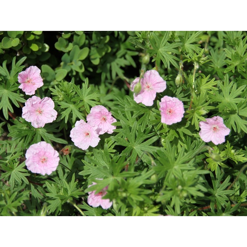 Geranium sanguineum striatum - Perennial Geranium with large light pink ...