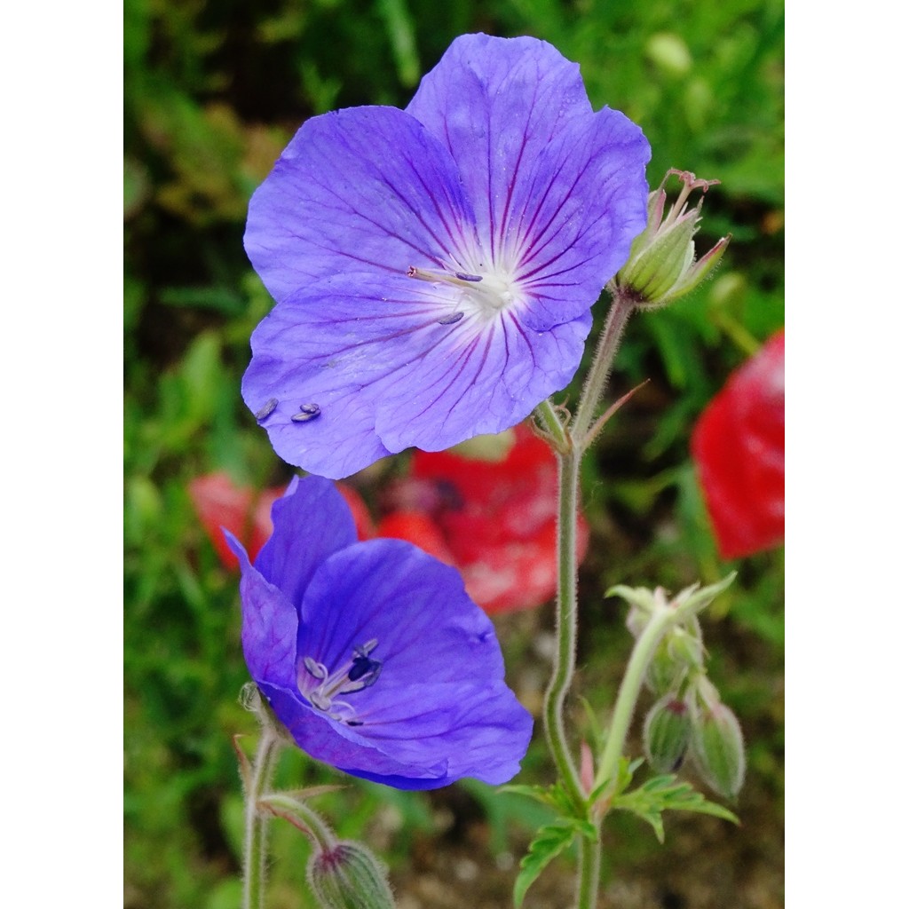 Perennial Geranium Orion - A sprawling groundcover with large violet ...