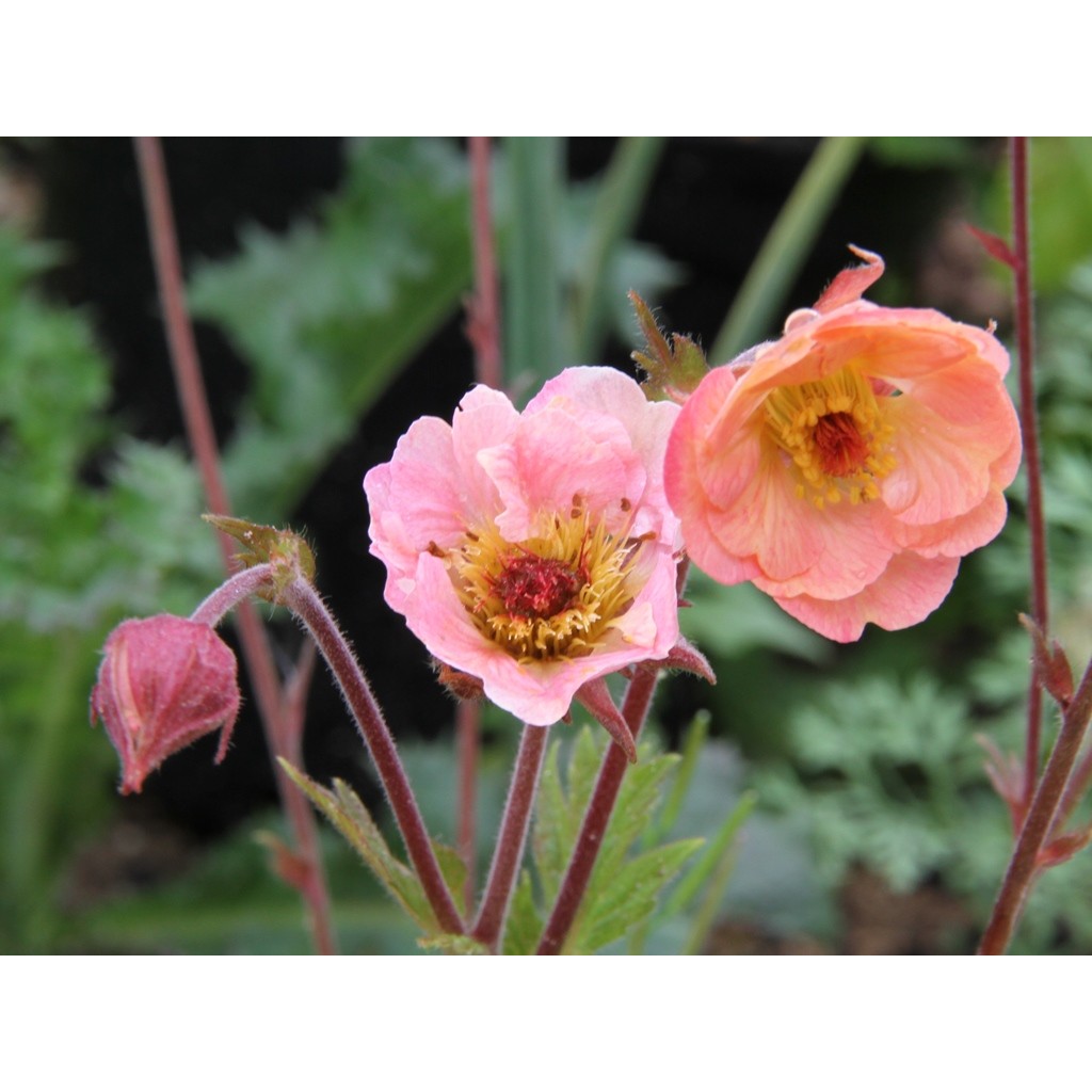 Geum Cosmopolitan - Avens with peach and white flowers