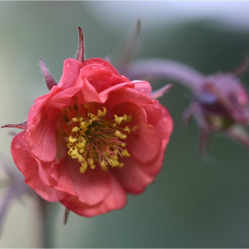 Geum Flames of Passion - Avens with deep pink-red flowers.