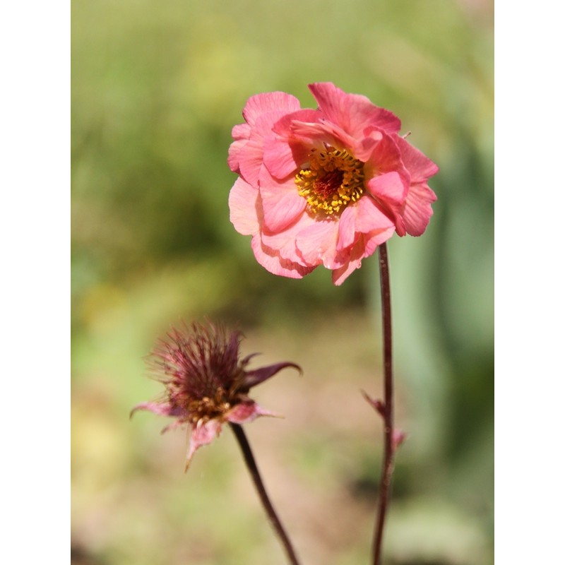 Geum 'Mai Tai' - Perennial with apricot flowers turning to salmon.