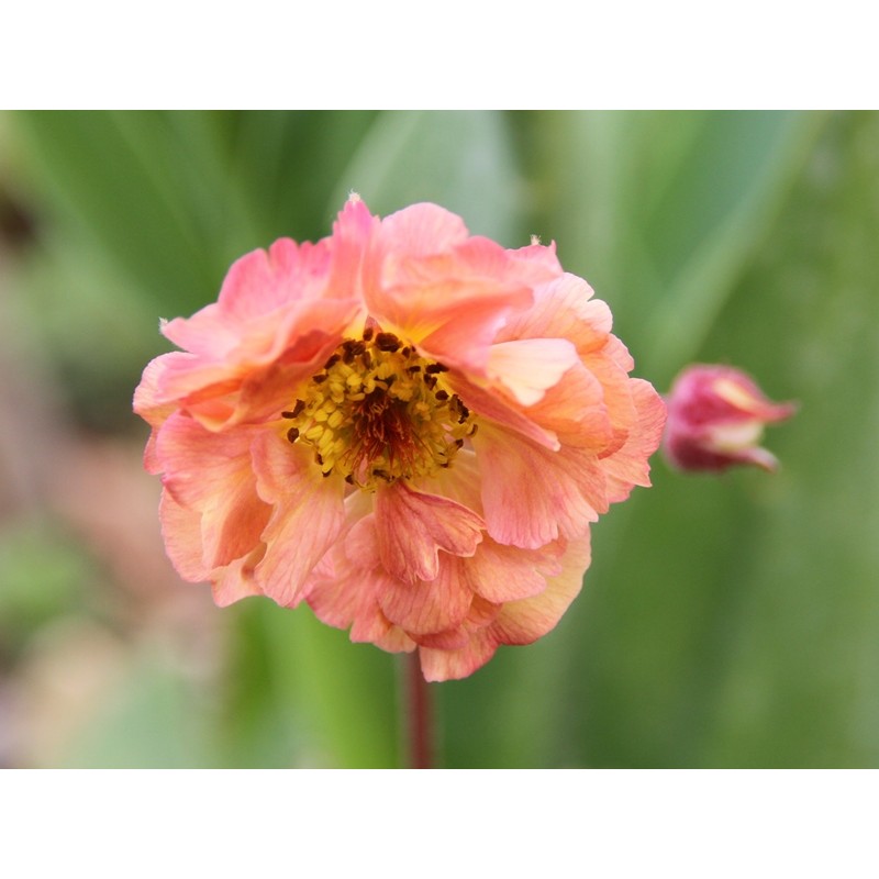 Geum 'Mai Tai' - Perennial with apricot flowers turning to salmon.