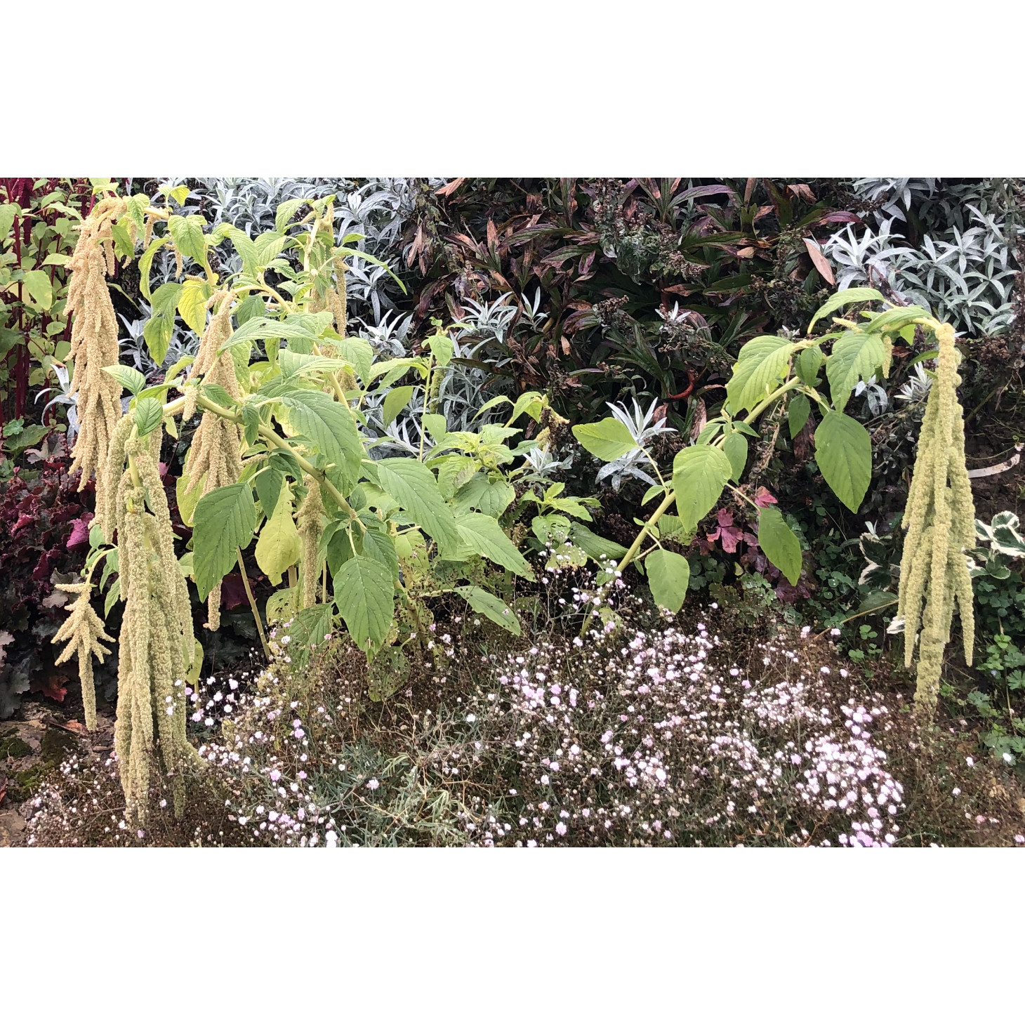 Amaranthus caudatus Green Cascade Seeds - Love-Lies-Bleeding - Inca Wheat