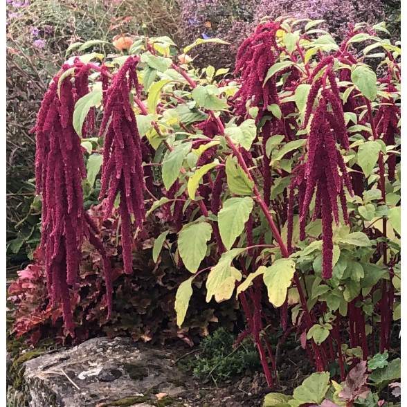 Amaranthus caudatus Red Cascade - Love Lies Bleeding - Annual Flower Seeds